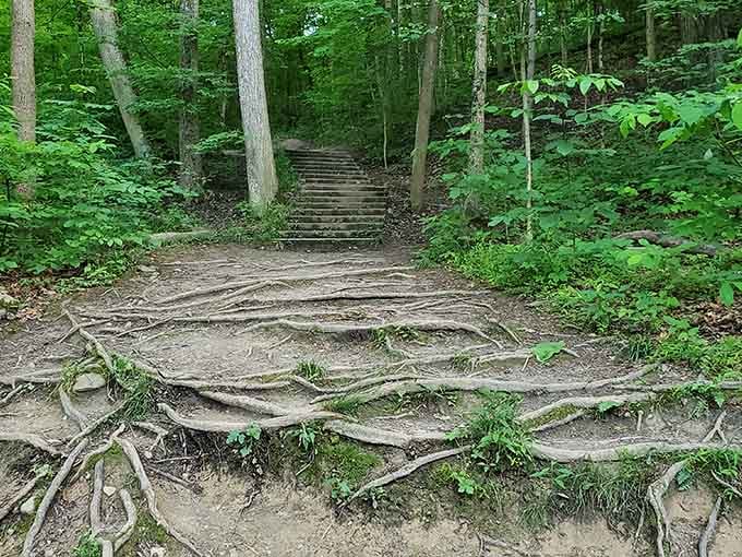 Tree roots create natural stairs on the trail, proving nature's been building infrastructure longer than we have.