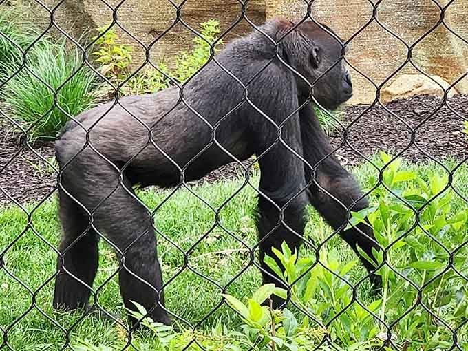 This gorilla's giving you a look that says it knows exactly what you're thinking and isn't impressed.