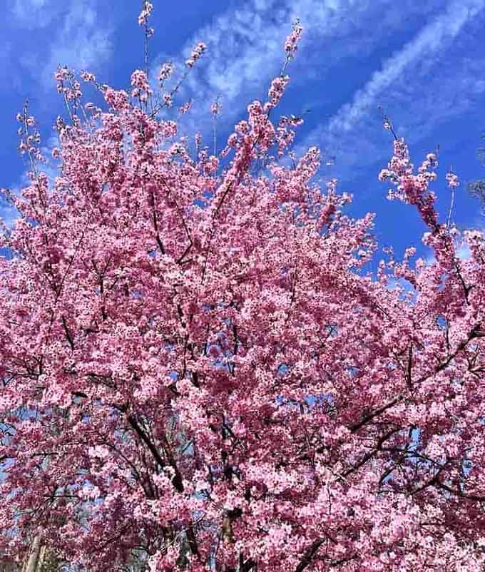 Cherry blossoms against blue sky: the combination that launched a thousand Instagram accounts for good reason.