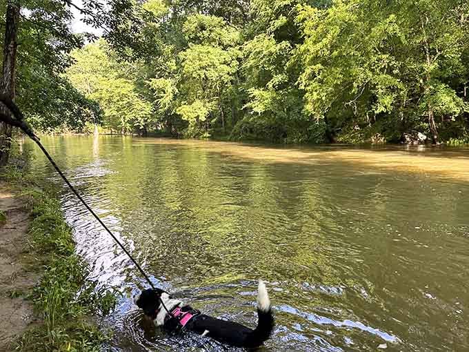 Even four-legged adventurers can't resist the call of the creek, proving water fun transcends species.