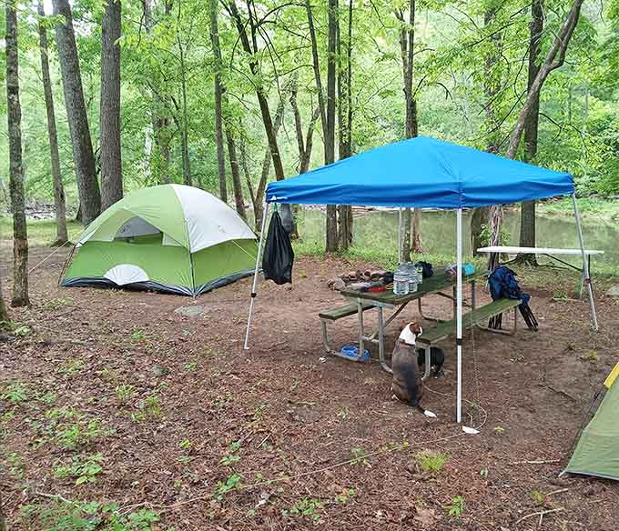 Riverside camping where your neighbors are trees and your entertainment is the sound of flowing water on repeat.