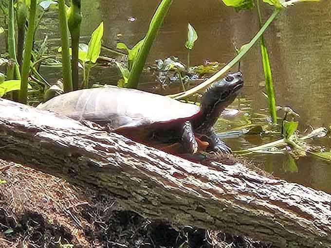 This little sunbather has been perfecting the art of doing absolutely nothing for millions of years, respect.