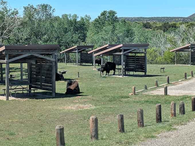When bison crash your picnic area, suddenly your sandwich doesn't seem like the main attraction anymore.