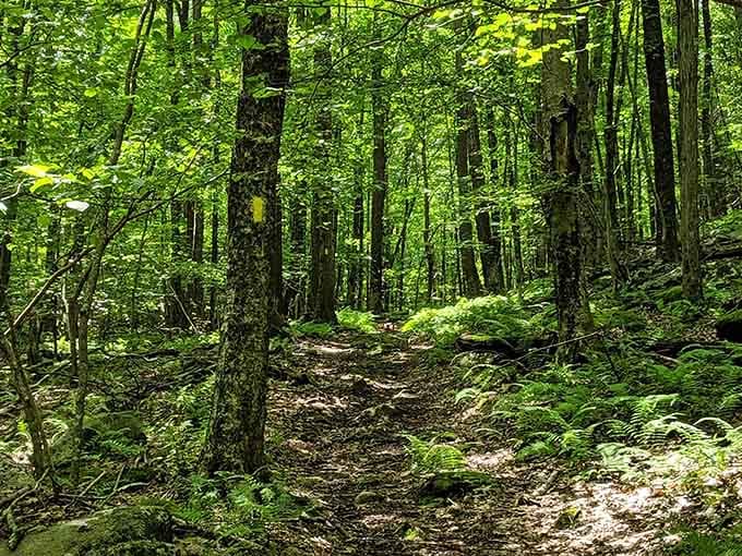 This shaded forest path beckons you forward like the yellow brick road, but way more peaceful.