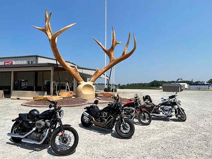 These antlers suggest either a very large deer or someone with an incredibly ambitious hunting story to tell.