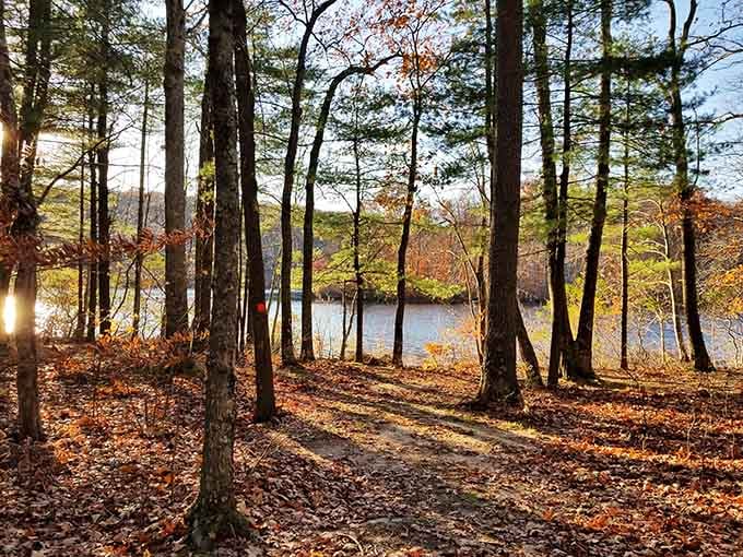 Fall foliage through the trees creates that golden-hour magic that makes every photographer think they're suddenly Ansel Adams.