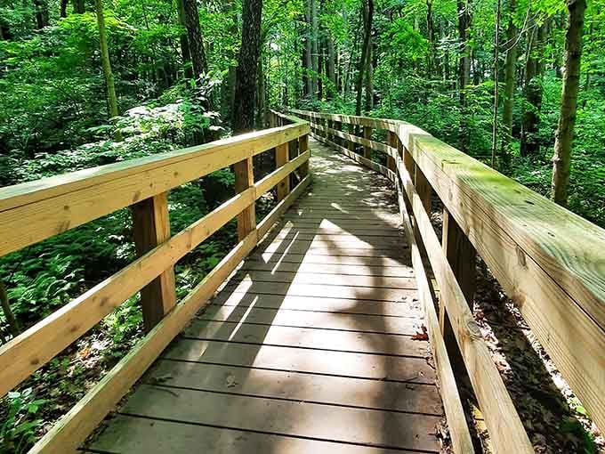 The wooden boardwalk winds through lush forest, offering accessible adventure before the terrain gets more challenging and exciting.
