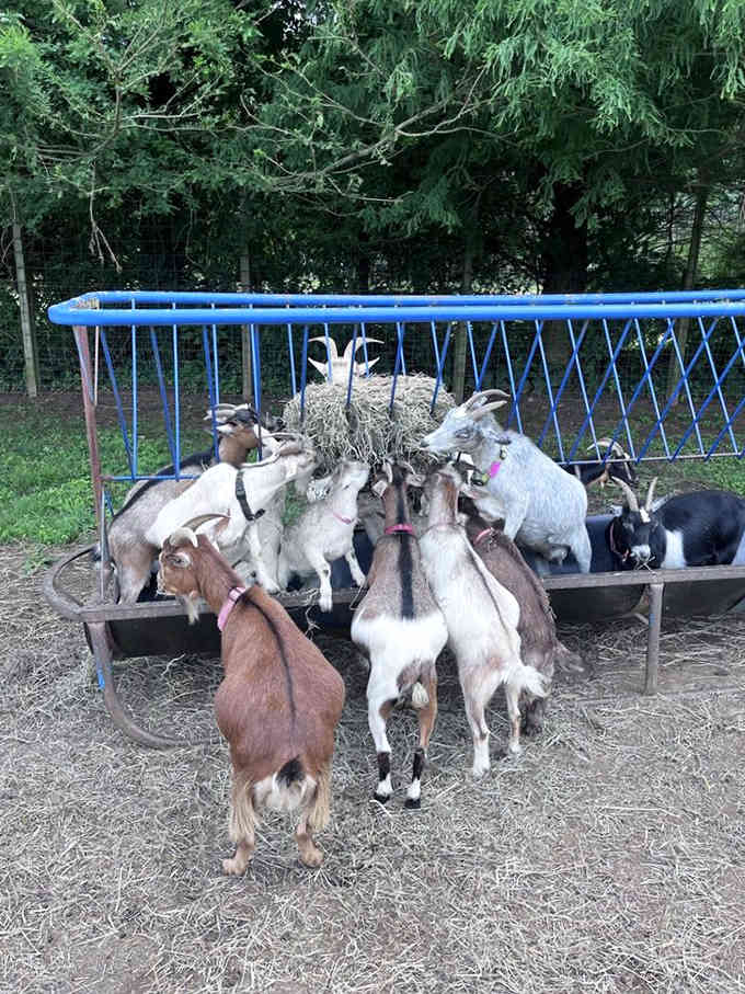These goats have formed what appears to be a committee meeting, probably discussing the day's visitors and their snack-giving potential.
