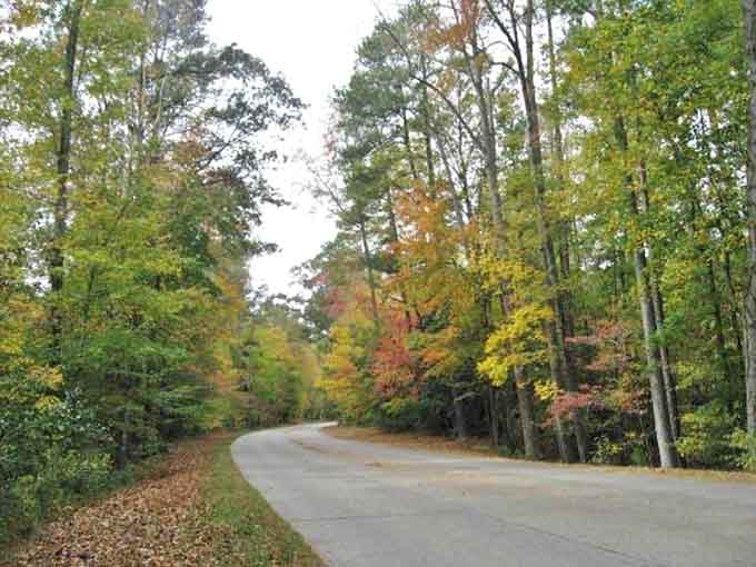 When the trees close in overhead, you're basically driving through nature's own green tunnel of zen.