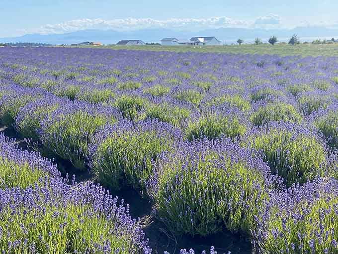 Purple lavender rows stretch toward distant farms, creating stripes that would make even Willy Wonka jealous of the view.