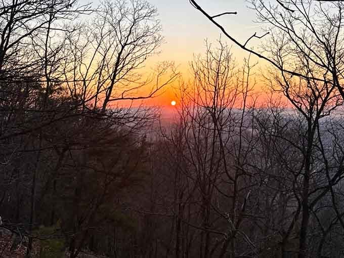 Sunset through bare branches hits different when you're standing on a mountain ridge you just climbed yourself.