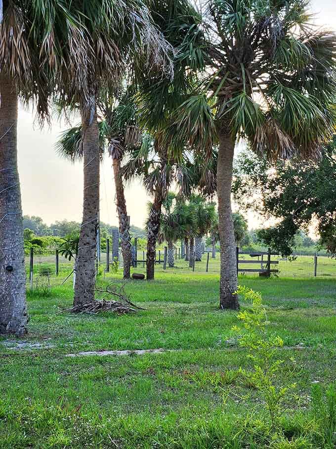 Palm trees standing sentinel over ranch land, proving Florida has more personality than just beaches and theme parks.