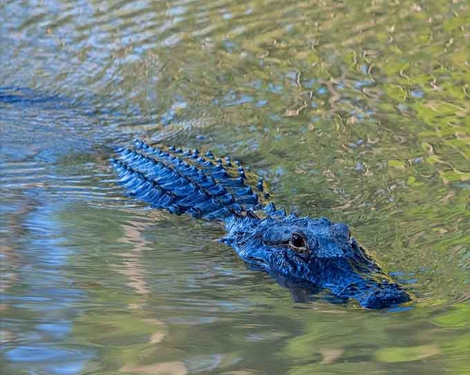 This gator glides through crystal-clear water like a prehistoric submarine, reminding you who really owns these parts.