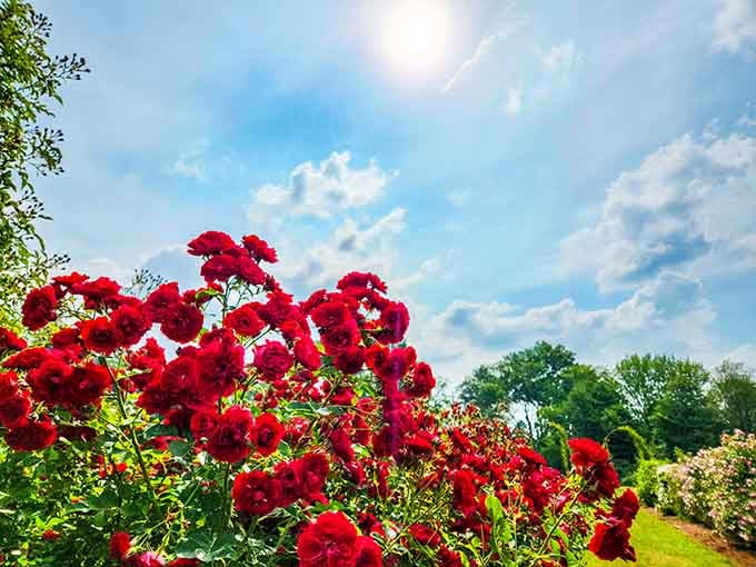 Red roses reaching toward blue skies, creating the kind of contrast that makes you understand why people write poetry.