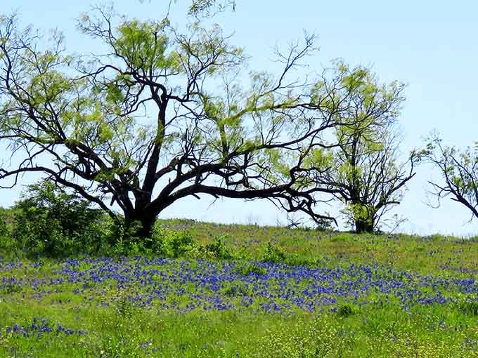 Gnarled trees standing guard over bluebonnet fields create compositions that artists dream about capturing on canvas.