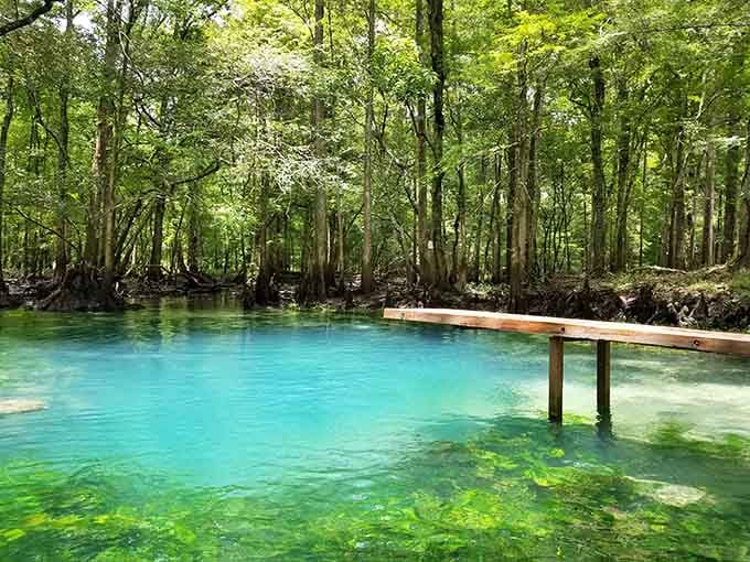 This blue hole's crystal-clear water looks like someone poured liquid turquoise into the forest floor.