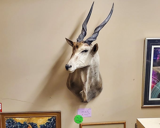 This mounted antelope has seen more living rooms than most real estate agents, and he's still looking distinguished.