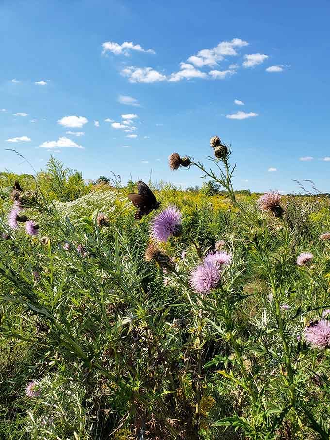 Wild thistles bloom in purple splendor, proving that even the prickly plants deserve their moment in the prairie spotlight.