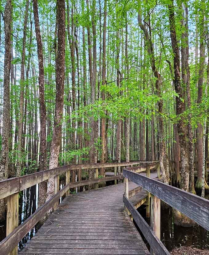 The boardwalk curves deeper into the swamp, inviting you to leave reality behind for a while.