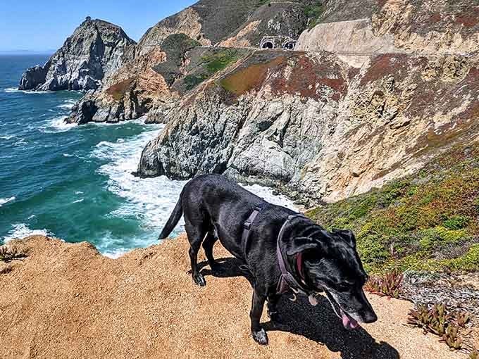 Even good dogs know a spectacular view when they see one, especially with those layered cliffs behind.