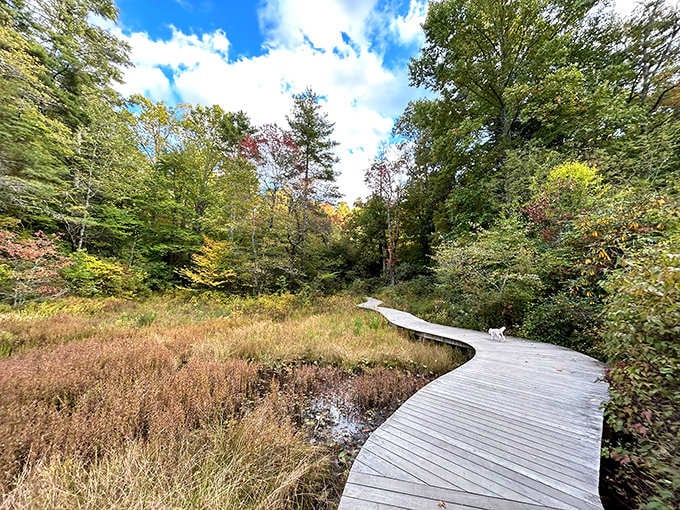 Boardwalks wind through wetlands where nature puts on quiet shows for those patient enough to watch.