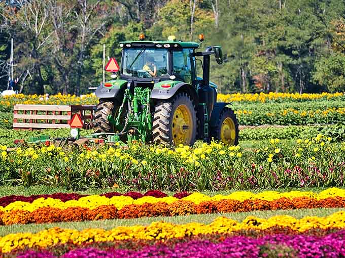 Even the farm equipment looks picturesque here, casually working among tulips like it's starring in its own agricultural fashion shoot.