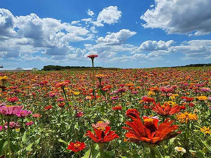 A wildflower explosion that makes you wonder if Mother Nature got into the paint supplies again.