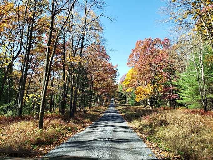 Tree-lined roads wind through autumn colors, making the journey to the overlook half the fun itself.