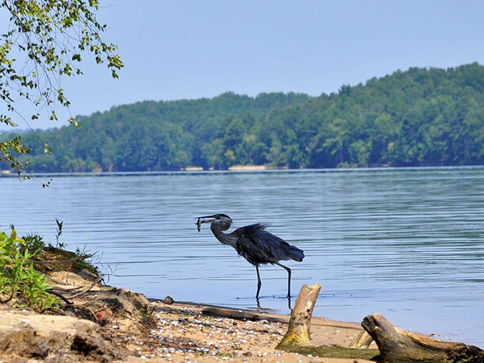 The heron's patience while fishing puts our own waiting skills to shame, a masterclass in focused determination.