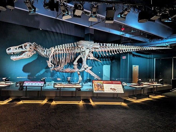 This fossilized friend has been waiting millions of years to meet you, which really puts your morning commute complaints into perspective.