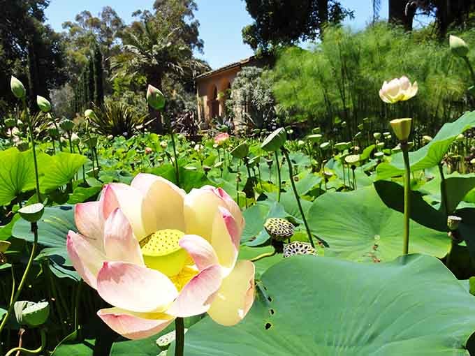 The lotus blooms rise from the water like nature's own artwork, delicate and bold all at once in perfect harmony.