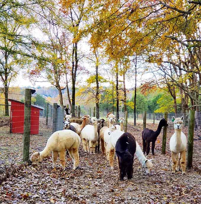 Alpacas gather like a fluffy welcoming committee, their curious faces suggesting they know something wonderful that you're about to discover.