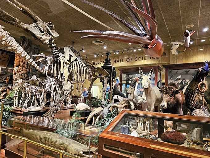 The taxidermy collection spans continents and species, creating a Noah's Ark of natural history under one impressive Milwaukee roof.