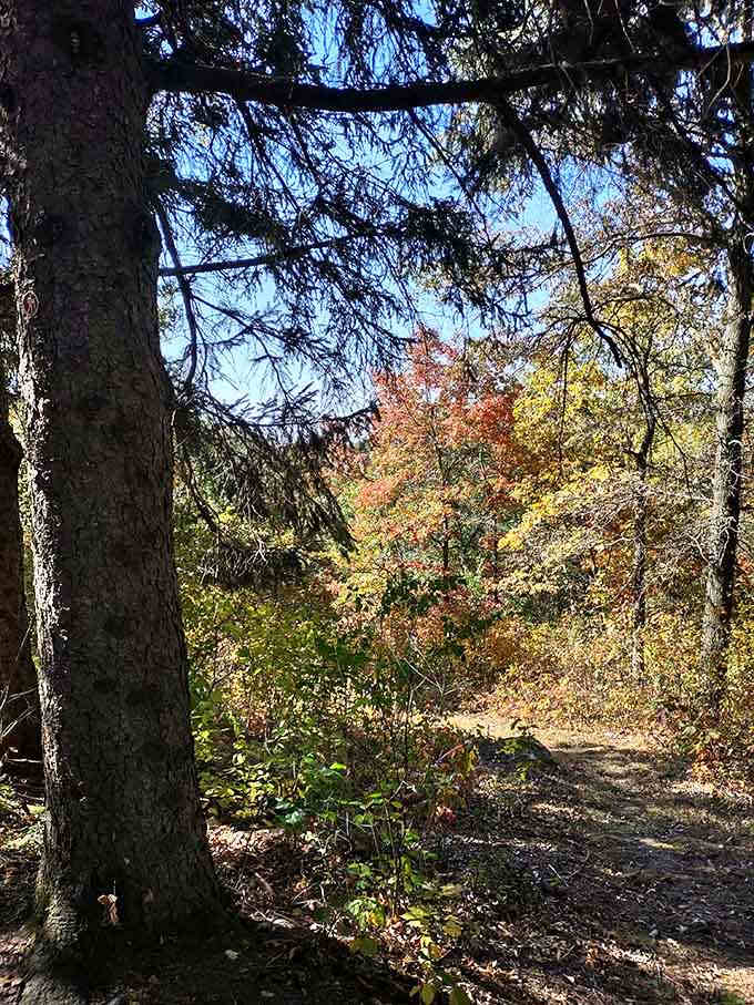 Autumn colors frame the trails at Sardeson Forest Preserve, where the Driftless Area's unique landscape truly shines.