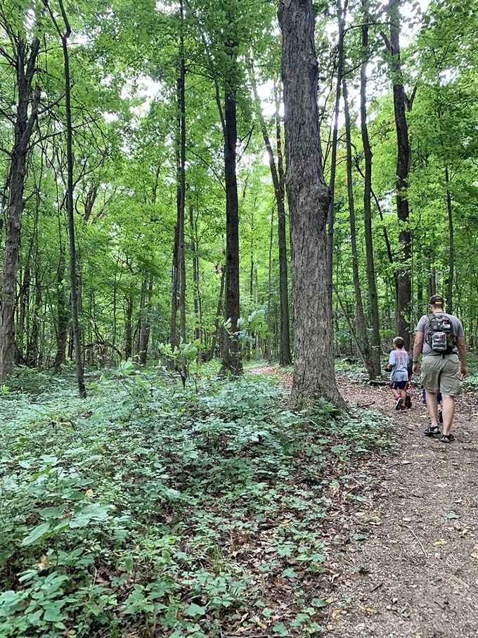 Cathedral-like hardwood forests make every hike feel like you're walking through something sacred and wonderfully ancient.