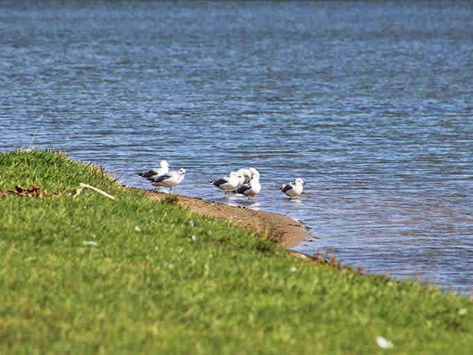 Seagulls gather for their daily meeting, probably discussing the best spots for french fry acquisitions.