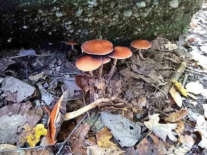 Even the fungi here put on a show, adding unexpected pops of color to the forest floor.