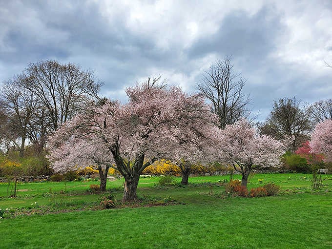 Cherry blossoms frame this springtime scene like nature decided to host its own romantic movie premiere.