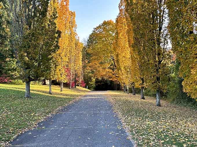 Tree-lined paths in autumn glow like someone turned on nature's most flattering Instagram filter permanently.