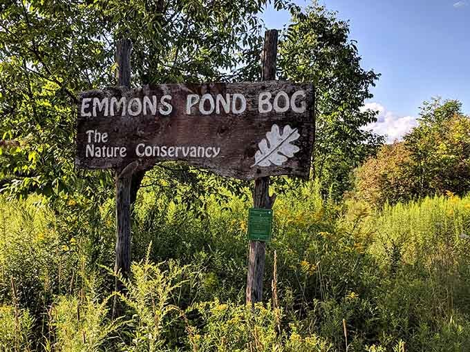 Emmons Pond Bog offers peaceful nature walks through protected wetlands that feel worlds away from city stress.