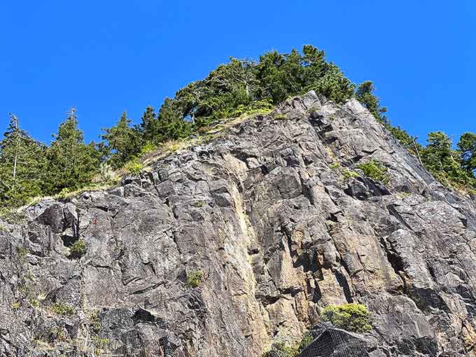 These basalt cliffs wear their forest crown proudly, standing guard over the coastline like ancient sentinels with excellent real estate.