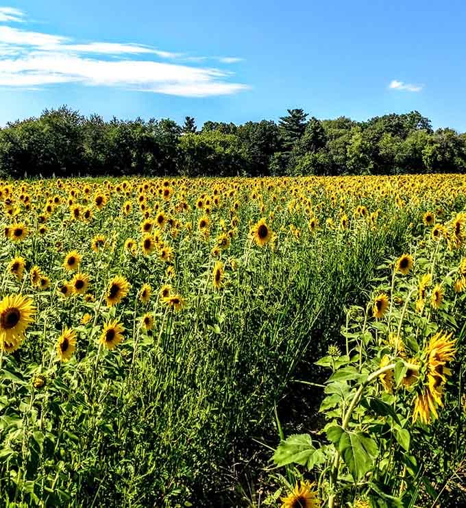 Sunflowers stretch endlessly, proving Michigan summers can compete with any postcard from Kansas or Provence.
