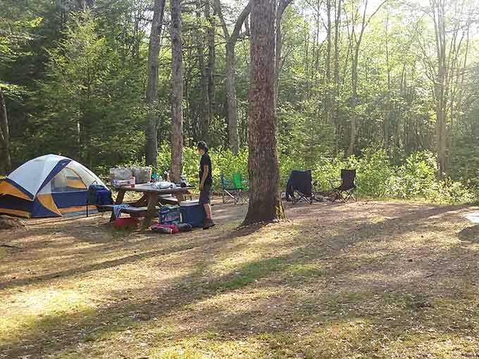 Your campsite awaits among the towering trees, where the only alarm clock is birdsong and morning light.