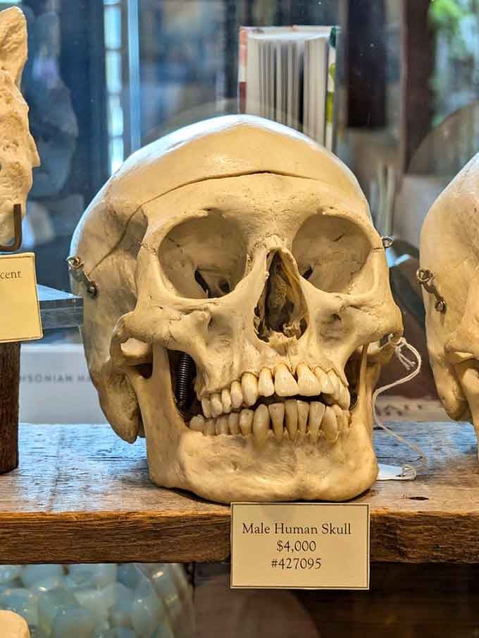 This human skull replica stares back with wisdom, perfect for your inner philosopher or aspiring Hamlet.