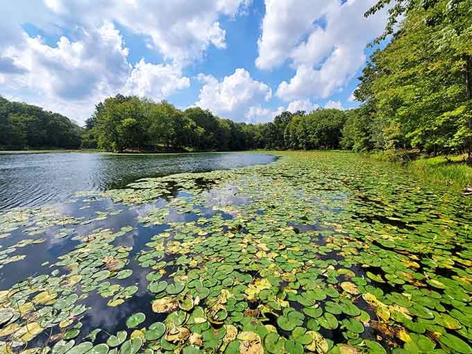 Lily pads dotting the lake's surface create a living mosaic that changes with every breeze and ripple.
