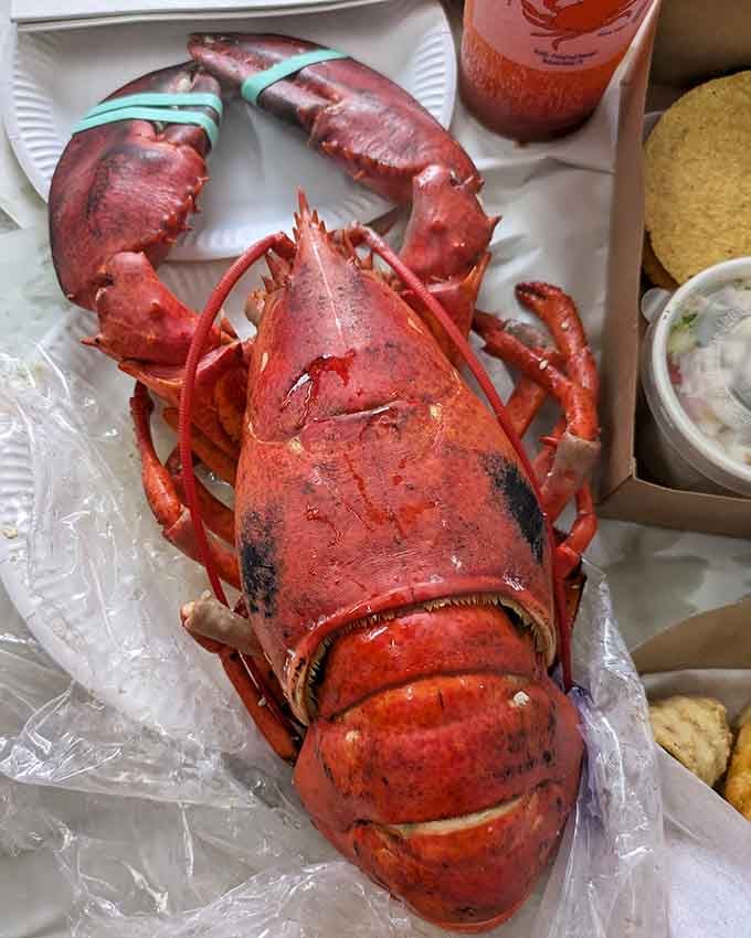 A lobster this magnificent deserves its own theme song, preferably something by Sinatra or the Beatles.