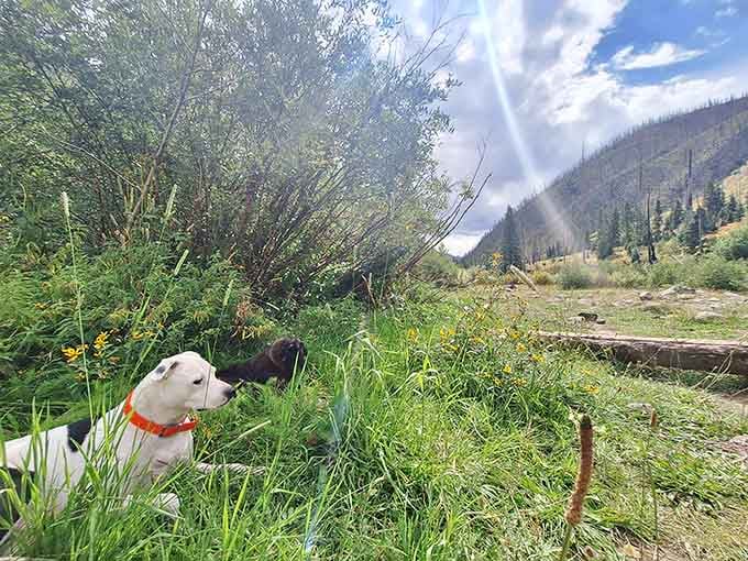 Even four-legged friends appreciate the journey, though they prefer the cool river to the toasty spring water pools.