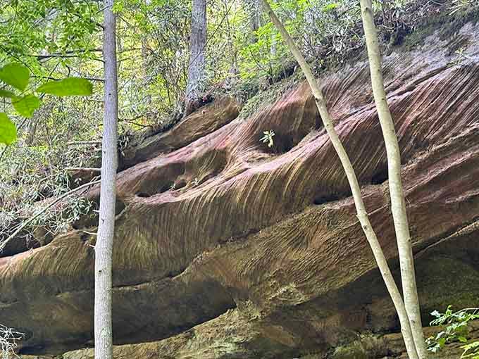 Striped rock formations displaying rust, cream, and moss-green bands like nature's own abstract expressionist painting hanging in the woods.