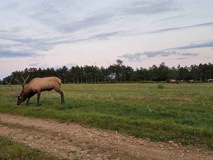 Even the local wildlife grazes peacefully here, unbothered by the hustle that defines so many other Pennsylvania destinations.