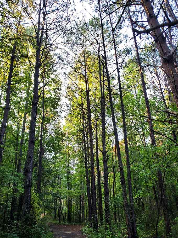 Towering trees create a cathedral-like canopy overhead, filtering sunlight into that perfect golden glow photographers dream about capturing.